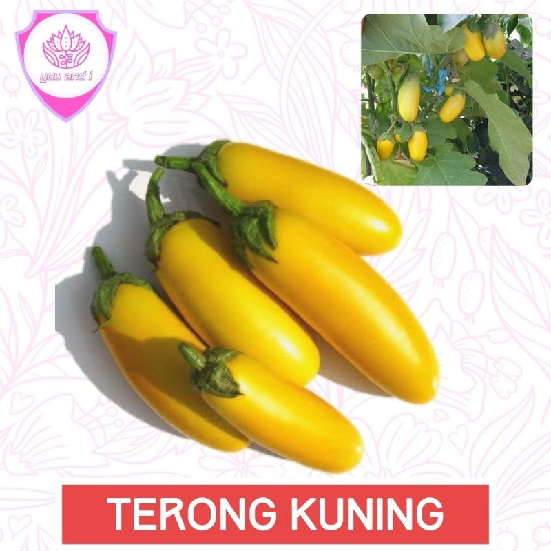 Jual TERONG KUNING [isi-3] Benih Biji Bibit Sayur | Shopee Indonesia