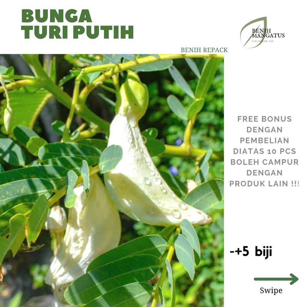Jual A_38 Benih BUNGA TURI PUTIH -5 BIJI Tanaman Sayuran MURAH | Shopee ...