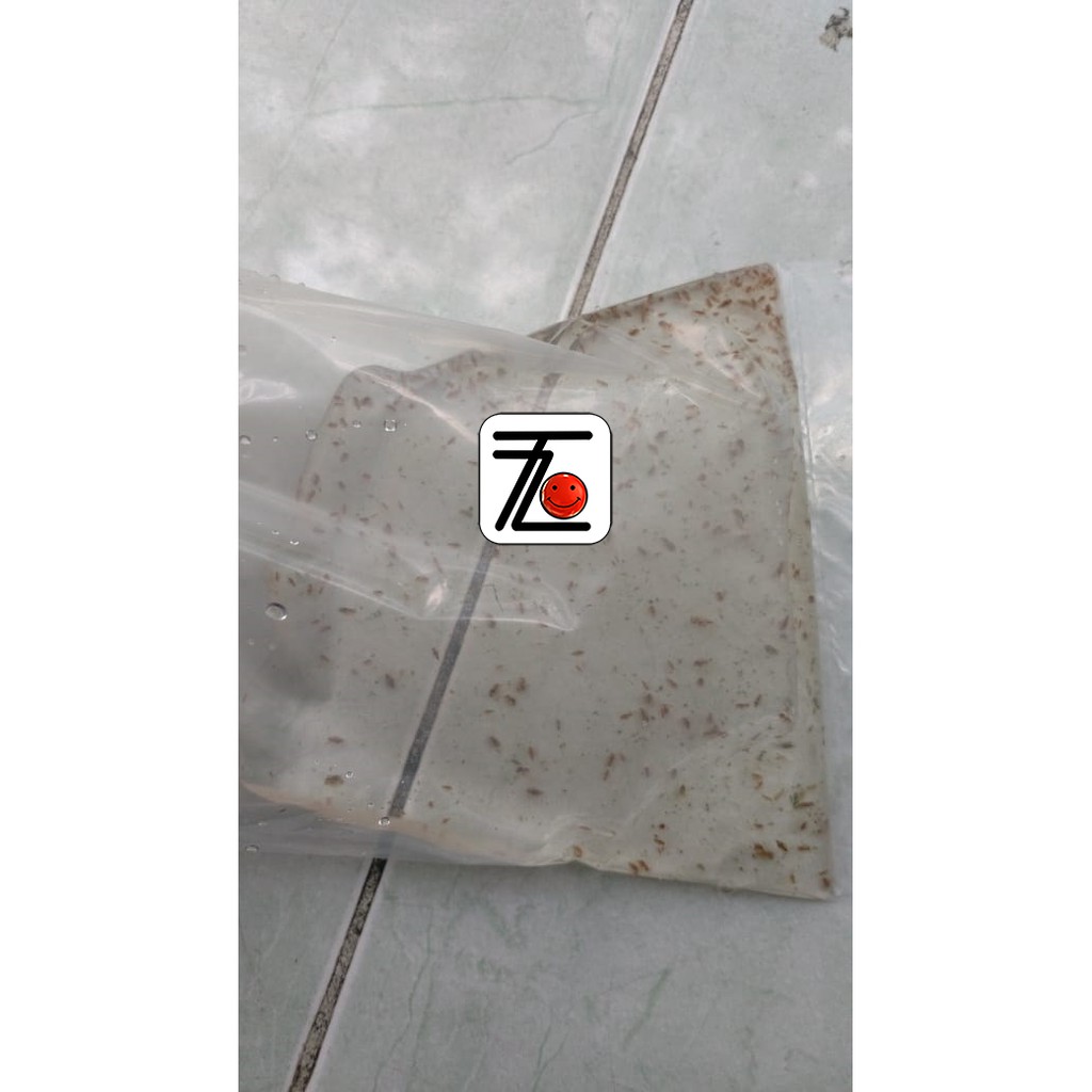 Jual Daphnia Magna / Kutu Air Besar / Kutu Air raksasa | Shopee Indonesia