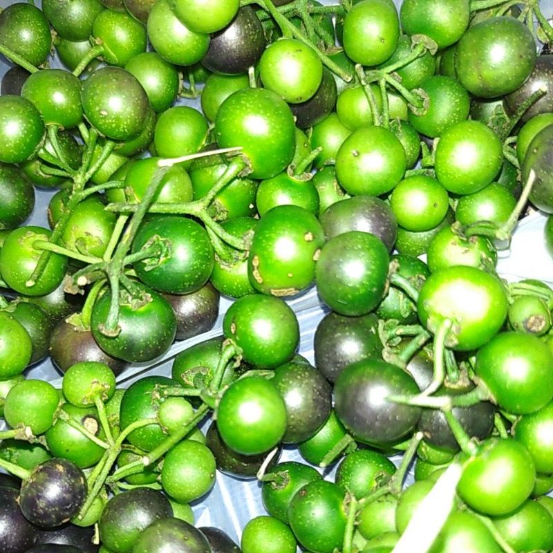 Jual Buah LUMAI / LUMAY / Leunca / Lenca / Ranti segar | Shopee Indonesia