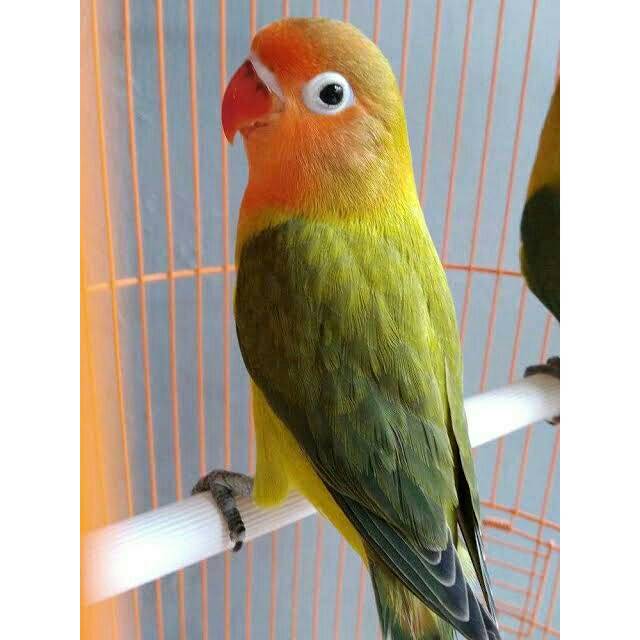 Jual Burung Lovebird Ewing Green | Shopee Indonesia