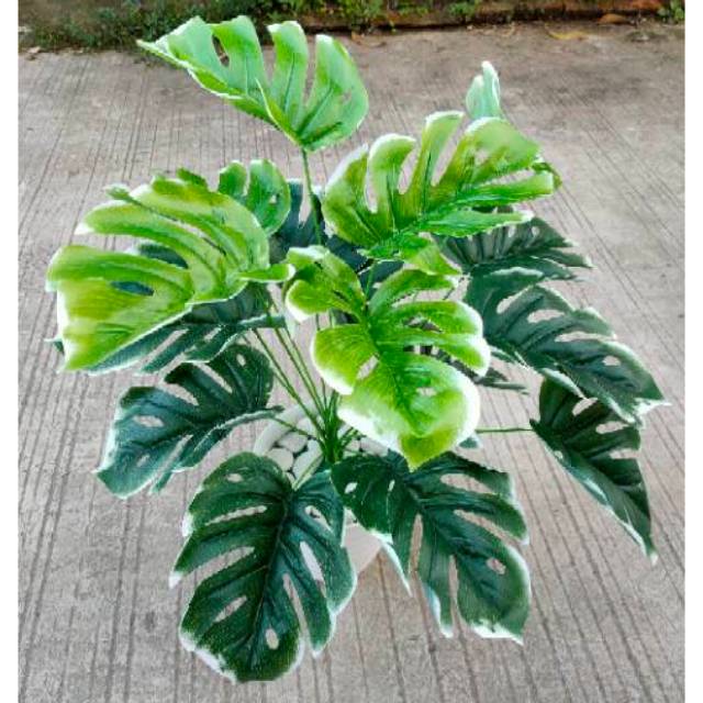 Jual Daun Monstera rumbai jumbo grup sudah termasuk pot dan batu ...