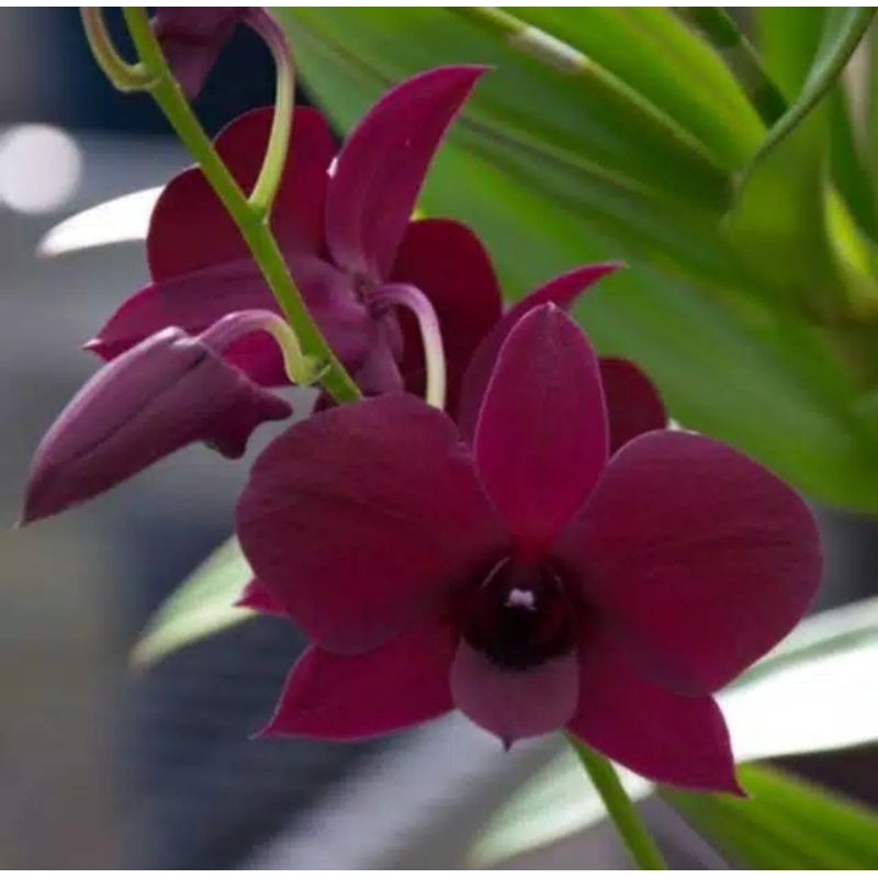 Jual Seedling Anggrek Dendrobium Panama Red -tanaman hidup-bunga hidup ...