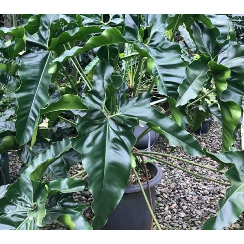 Jual philodendron angela / philo mercy original ekspor / thautophylum ...