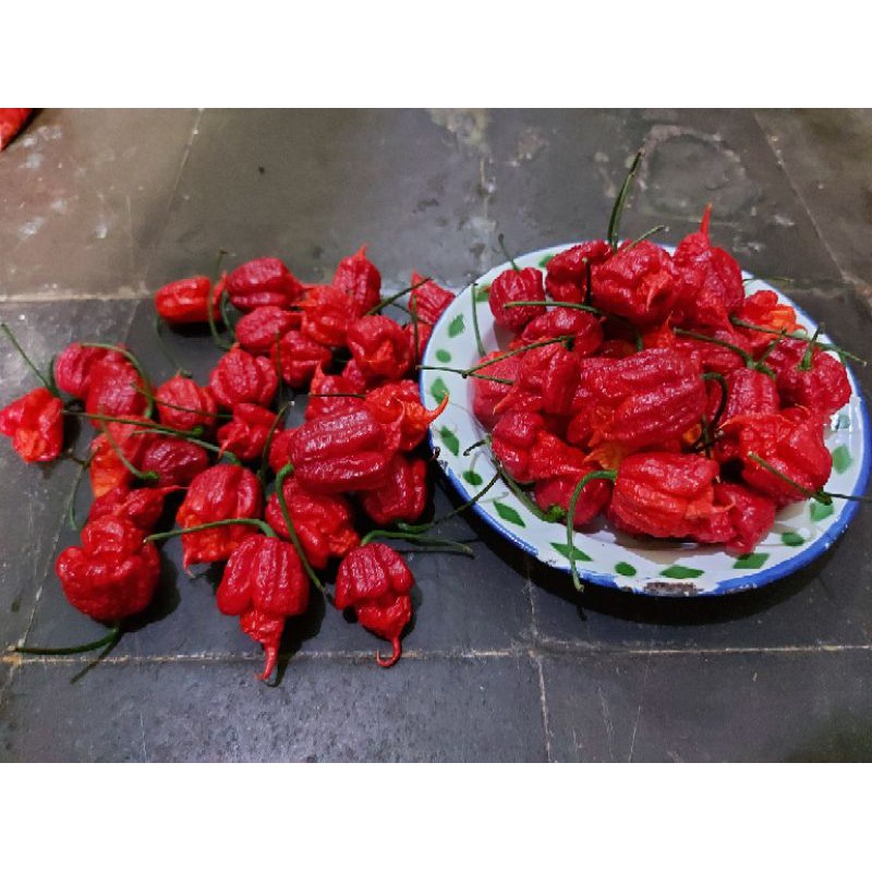 Jual 100 Butir Biji Cabe Carolina Reaper ( Cabe Terpedas di dunia Versi ...