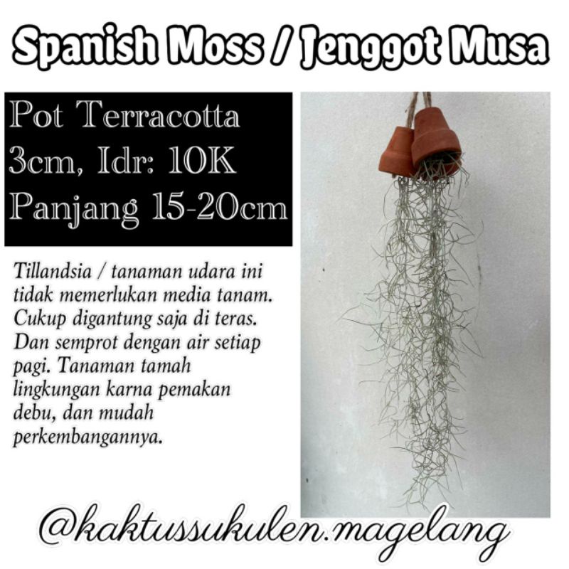 Jual Tanaman Hias Jenggot Nabi / Musa / Spanish Moss / Tillandsia ...