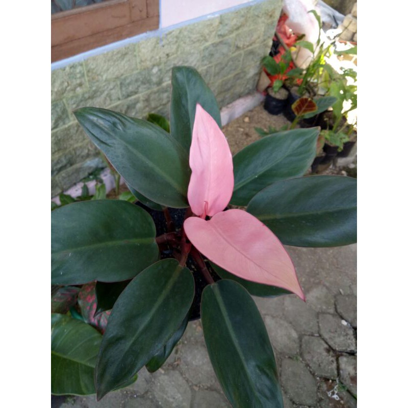 Jual TANAMAN HIAS PHILODENDRON PINK CONGO LIMITED EDITION | Shopee ...