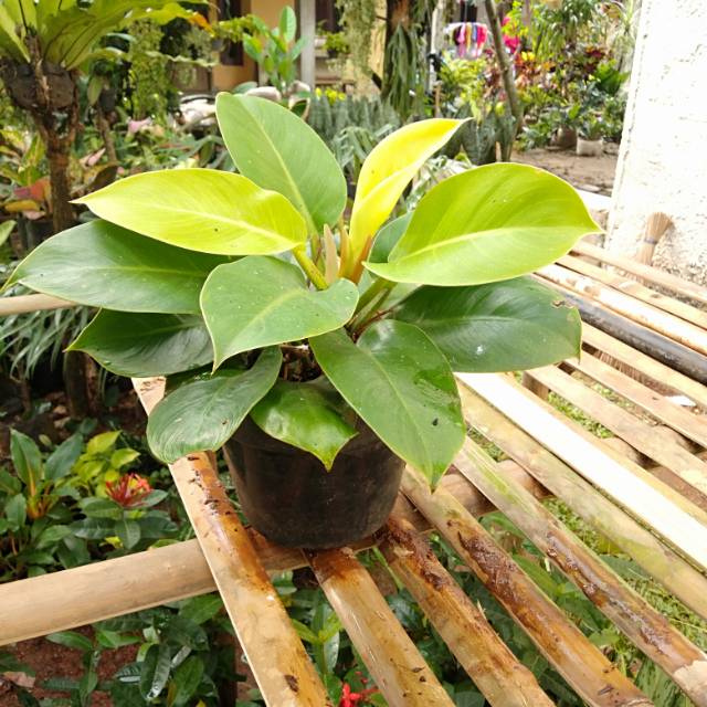 Jual Tanaman Hias Philodendron lemon/ Philo lemon | Shopee Indonesia