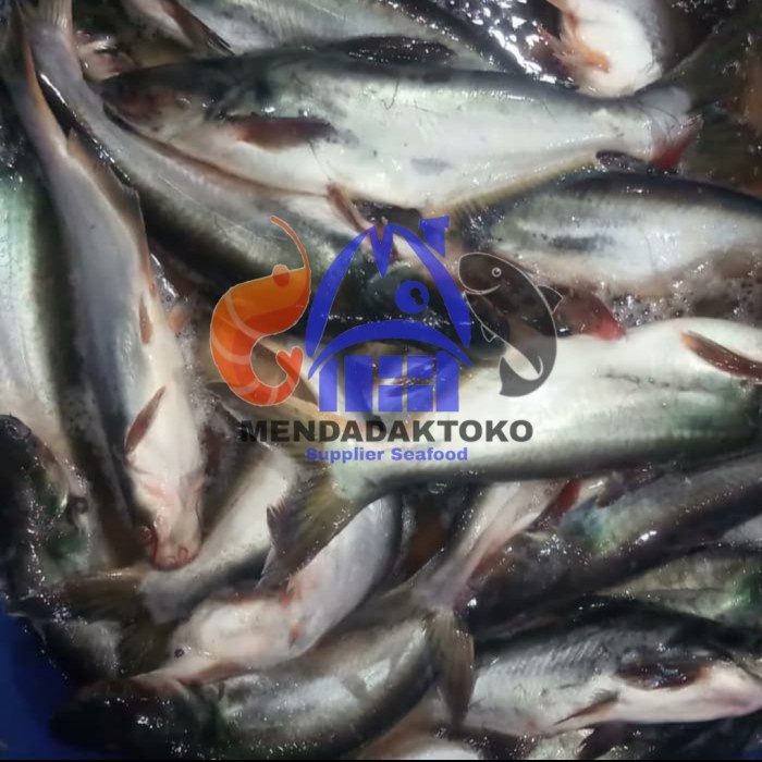 Jual ikan patin hitam | ikan laut segar | seafood | Shopee Indonesia