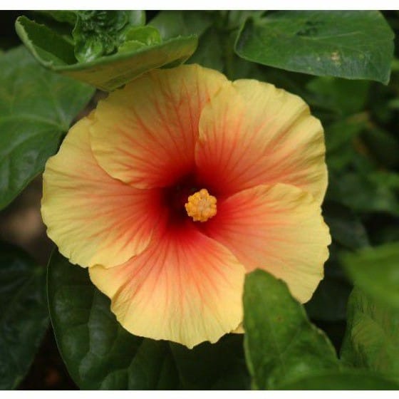 Jual Tanaman Bunga Hibiscus Okulasi Tumpuk Import/ Bunga Sepatu Warna ...