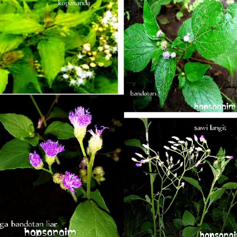 Jual benih & Tanaman Bandotan Sawi Langit Vernonia rumput Minjangan ...