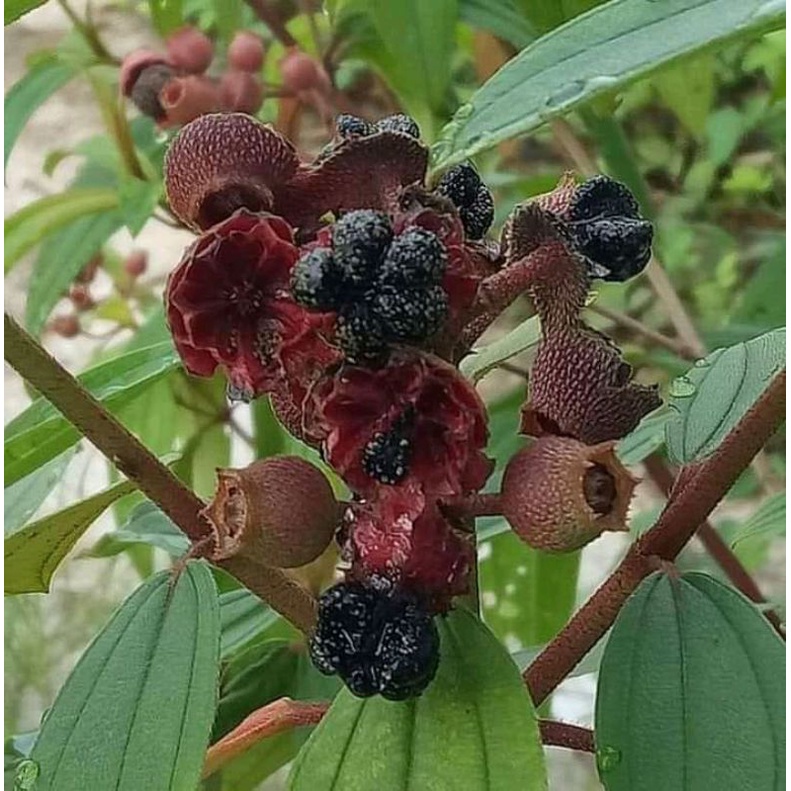 Jual buah harendong atau senggani segar 100 gram | Shopee Indonesia