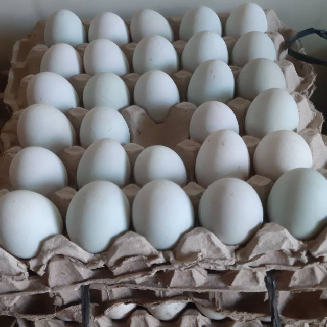 Jual Telur Bebek (Raja Telur Bebek) | Shopee Indonesia