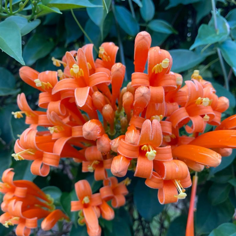 Jual Bibit tanaman rambat bunga flame/orange trumpet vine (Pyrostegia ...