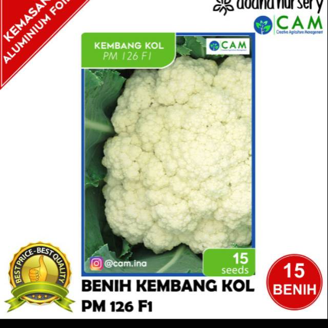 Jual Bunga Kol Hibrida PM 126 F1 Repack 15 butir | Shopee Indonesia