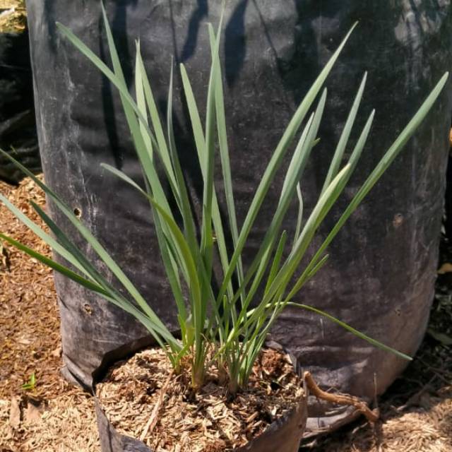 Jual Tanaman Kucai Eropa - Kelezatan Hijau untuk Hidangan Anda ...