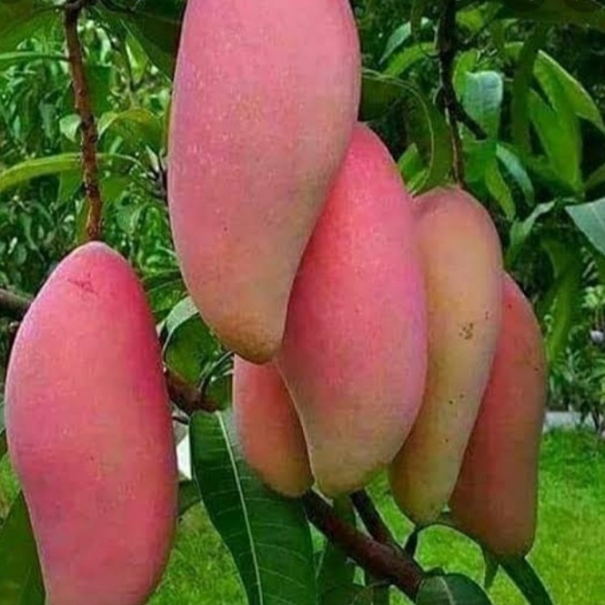 Jual MANGGA RED EMPEROR | Shopee Indonesia