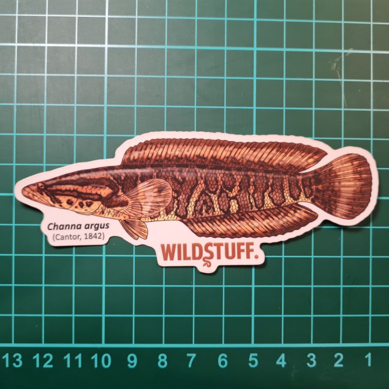 Jual STICKER CHANNA ARGUS NORTHERN SNAKEHEAD | Shopee Indonesia