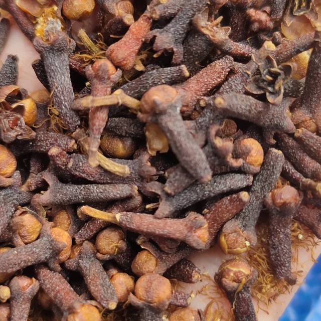 Jual Cengkeh Kering / Simplisia Cengkeh (Syzygium aromaticum) 50 gram ...