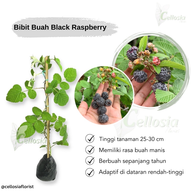 Jual Bibit Tanaman Buah Black Raspberry / Mysore Raspberry Import ...