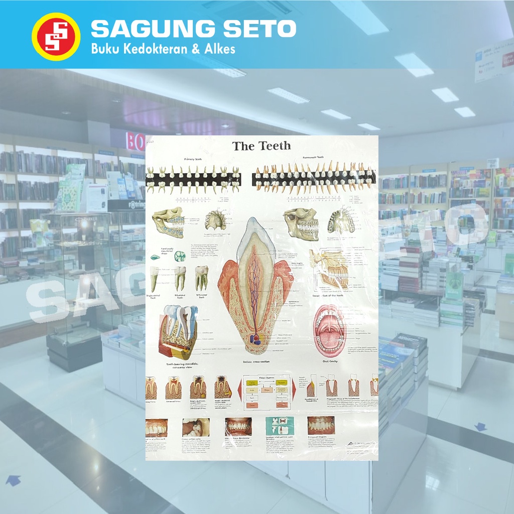 Jual CHART THE TEETH / POSTER GIGI / POSTER THE TEETH | Shopee Indonesia