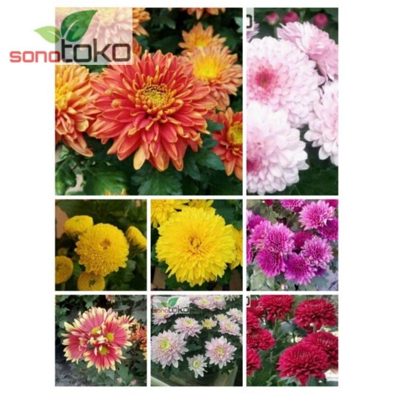 Jual Krisan Rimbun Pot isi 5-6 pohon | Shopee Indonesia