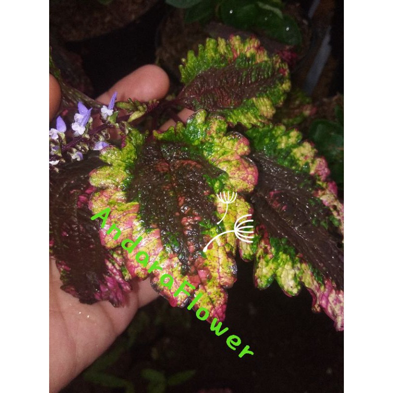 Jual tanaman hias Miana pelangi | Shopee Indonesia