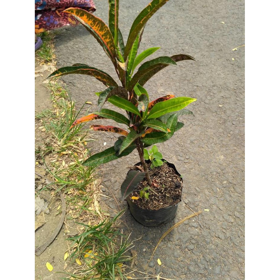 Jual Paket 5 Jenis Tanaman Bunga Puring | Shopee Indonesia