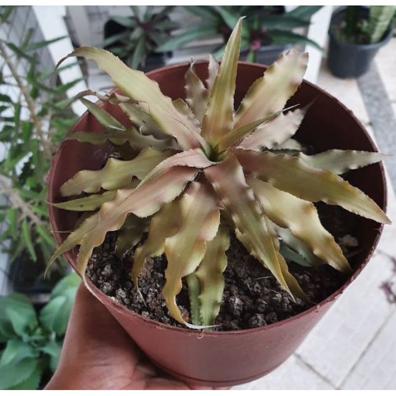 Jual tanaman hias kriptantus coklat tanaman nanas hias mini | Shopee ...