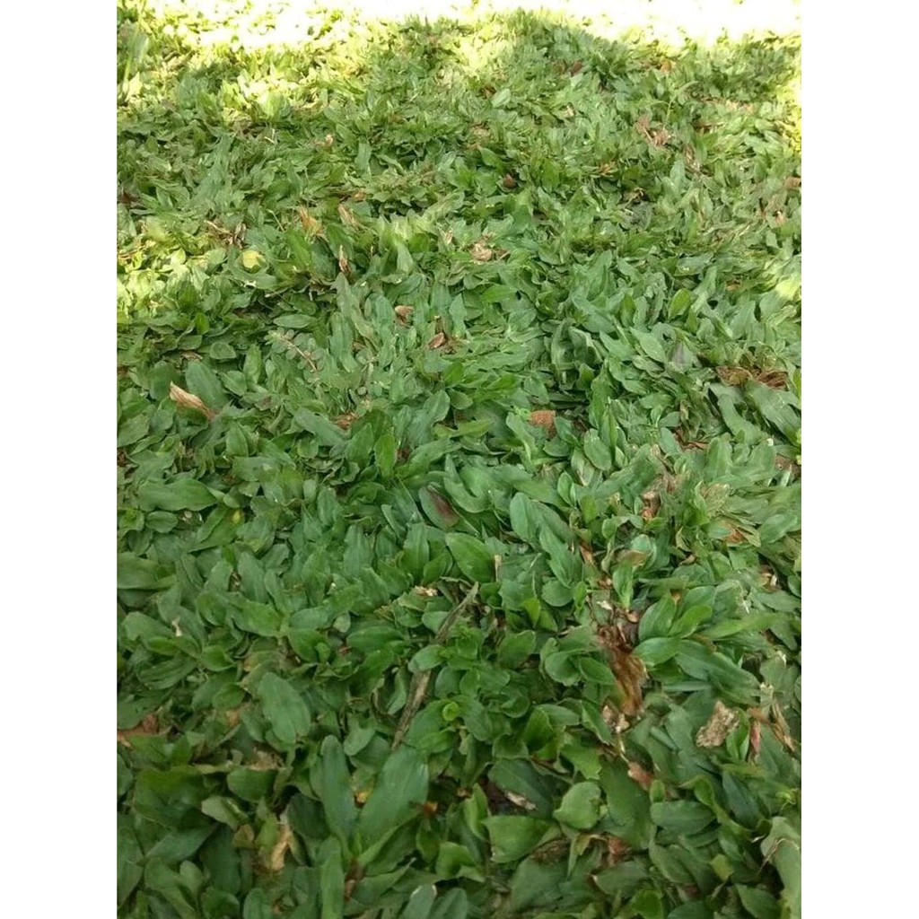 Jual New Benih Rumput Gajah Mini - Biji Rumput Gajah Mini | Shopee ...