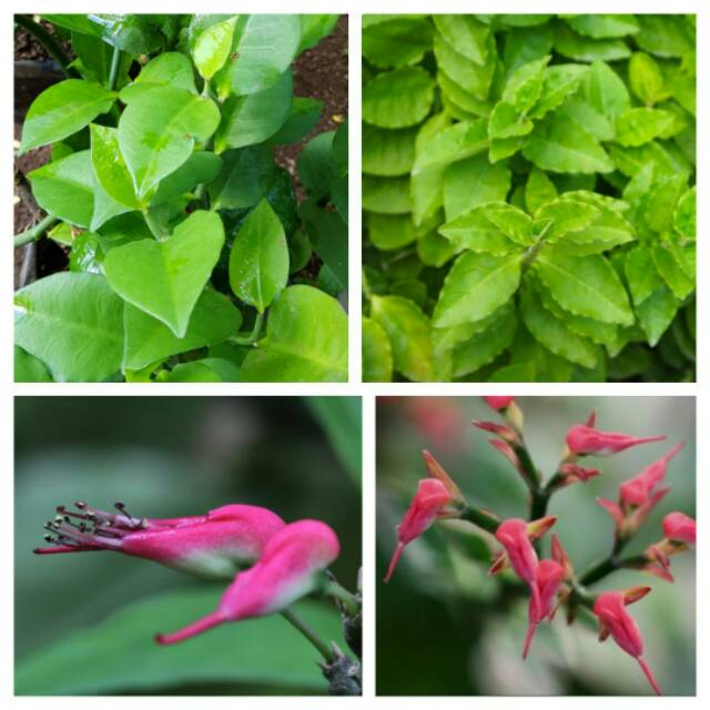 Jual Bibit stek tanaman hias euphorbia pedilanthus tithymaloides ...