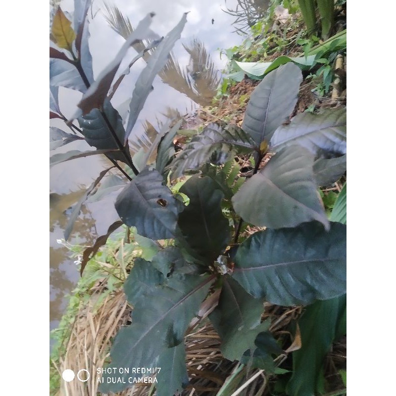 Jual New daun ungu/daun handeuleum /20 biji | Shopee Indonesia