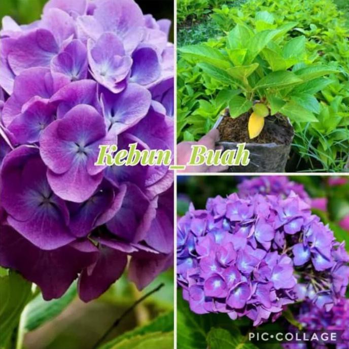 Jual V1C Bibit Tanaman Hortensia Ungu - Bunga Bokor - Pancawarna ...