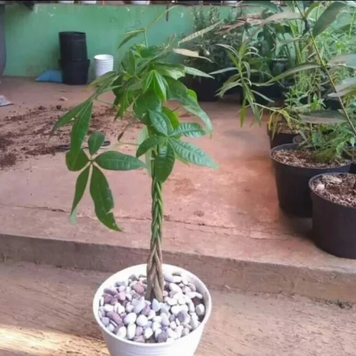 Jual Tanaman hias pacira kepang 3/pachira/pohon duit kepang 3 | Shopee ...