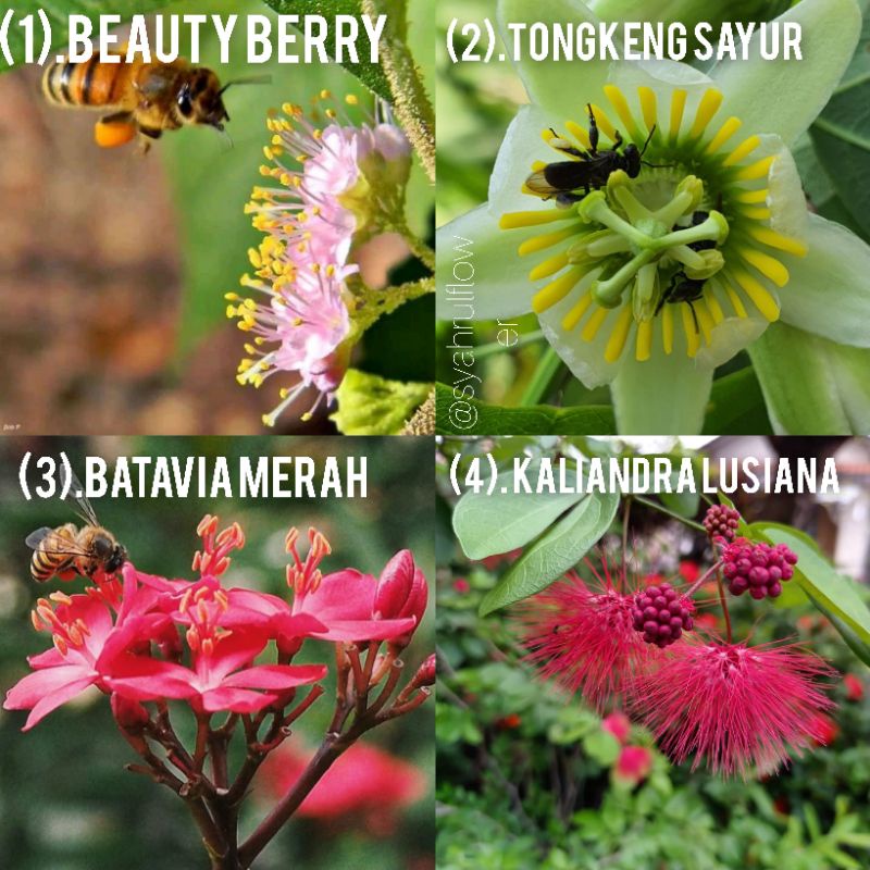 Jual paket bunga pakan lebah (beauty berry, tongkeng sayur, Batavia ...
