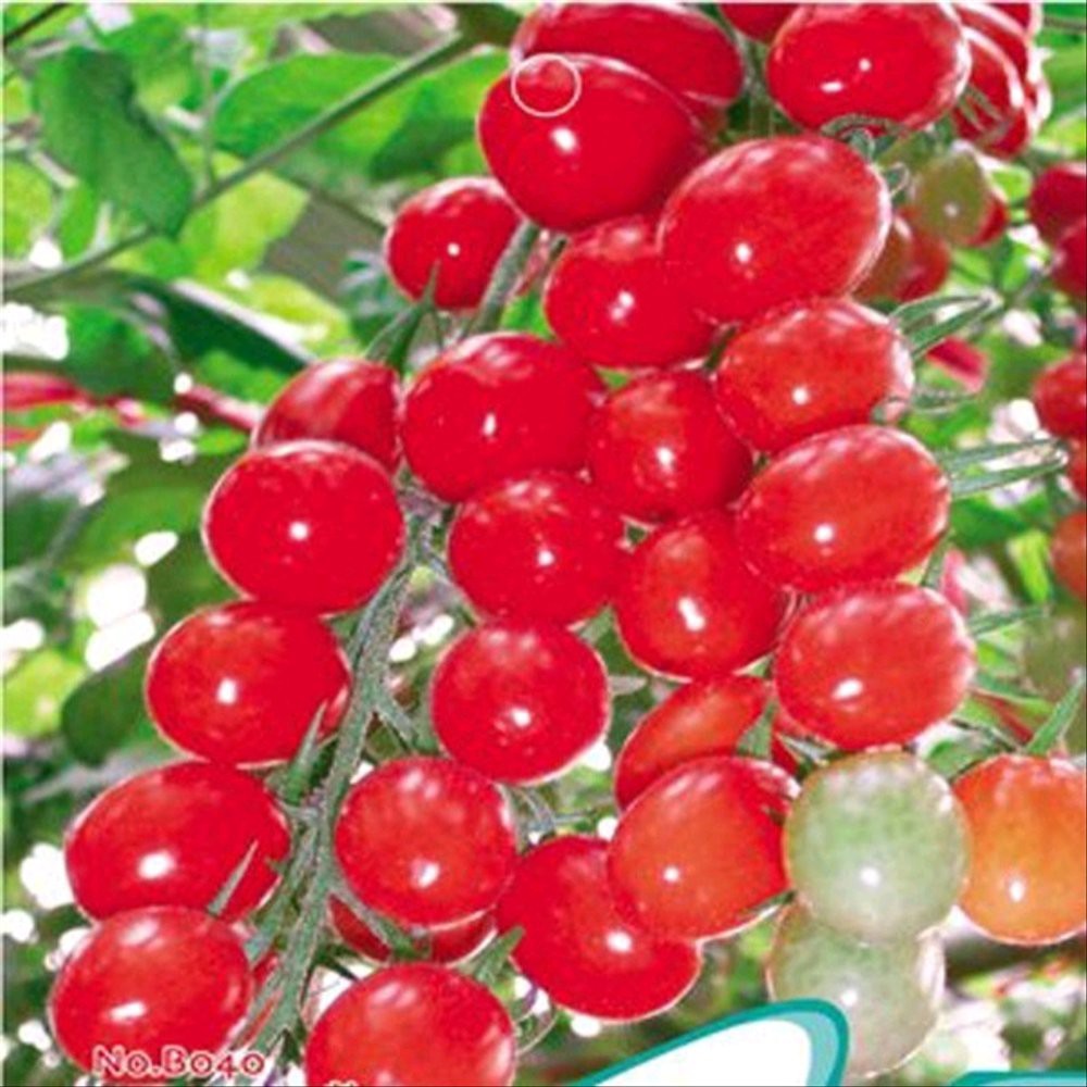 Jual isi paket 15 benih tomat Cherry Red Tomat Mini F1 Rojita -RSB1990 ...