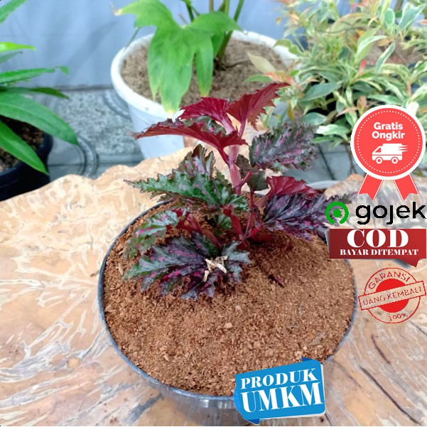 Jual Tanaman hias indoor Begonia spider - Begonia gryphon | Shopee ...