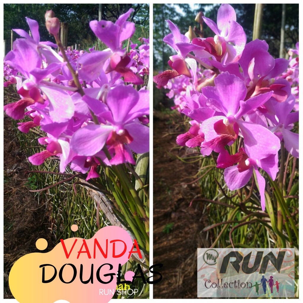 Jual Anggrek Vanda Douglas Doglas JUMBO Gewasa Siap Bunga | Shopee ...