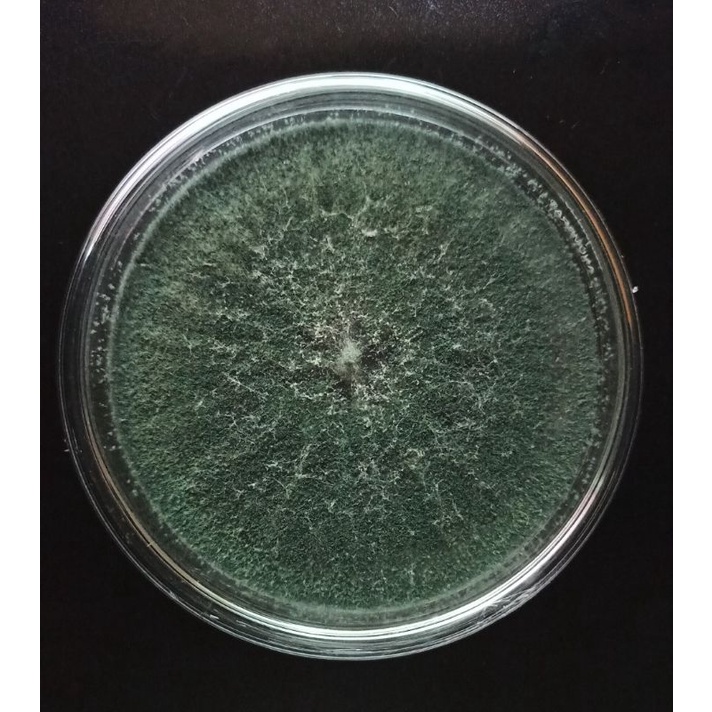 Jual Jamur Trichoderma harzianum (biakan murni pada media PDA) | Shopee ...