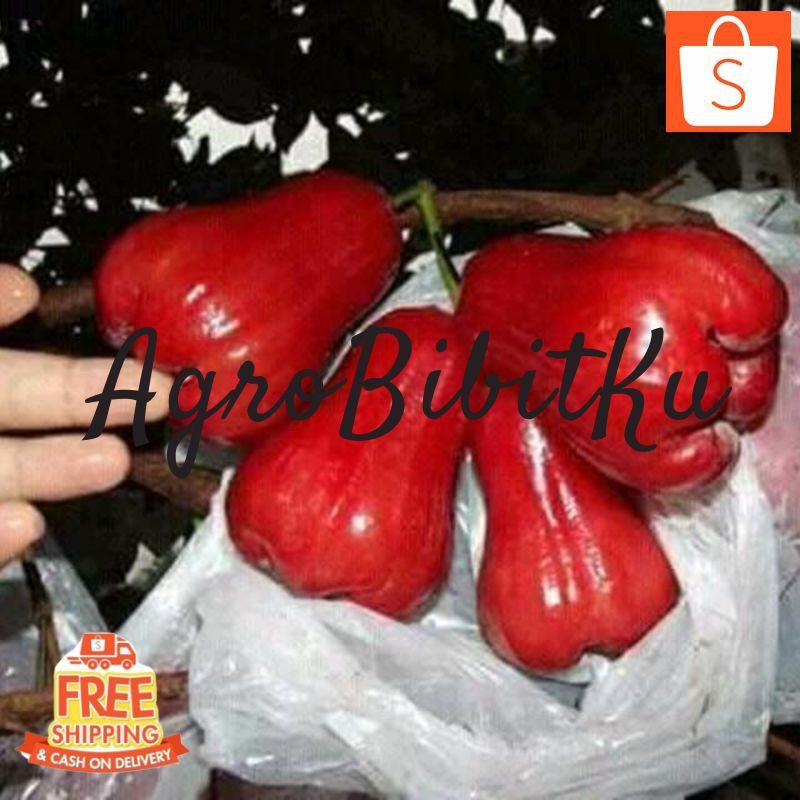 Jual BIBIT JAMBU AIR RED TAIWAN BENIH TANAMAN BUAH JAMBU AIR RED TAIWAN ...