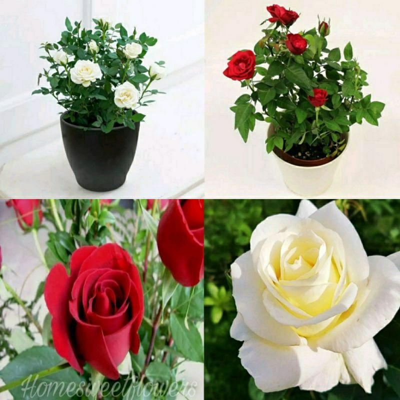 Jual Tanaman hias Mawar paket hemat isi 2 tanaman bunga mawar hidup ...