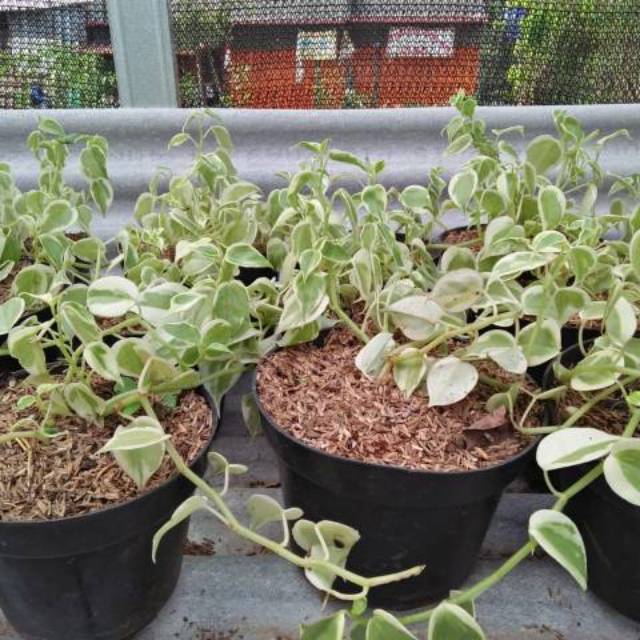 Jual Tanaman hias Terang bulan bunga gantung | Shopee Indonesia
