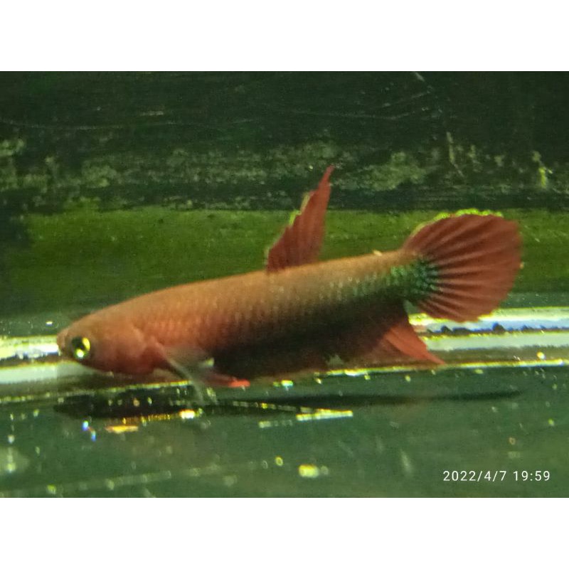 Jual betta sp jade sepair | Shopee Indonesia