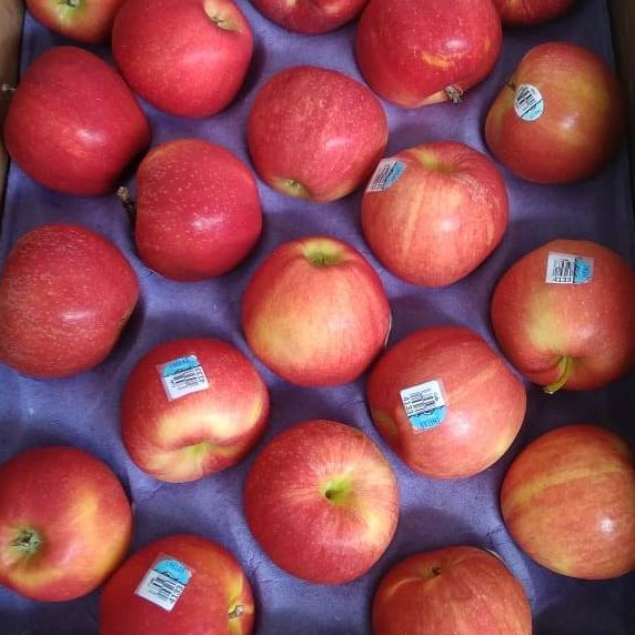 Jual APEL ROYAL GALA NZ NEW ZEALAND APPLE FRESH IMPORT PER KG | Shopee ...