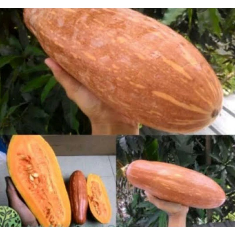 Jual 10 biji benih labu kuning lonjong | Shopee Indonesia