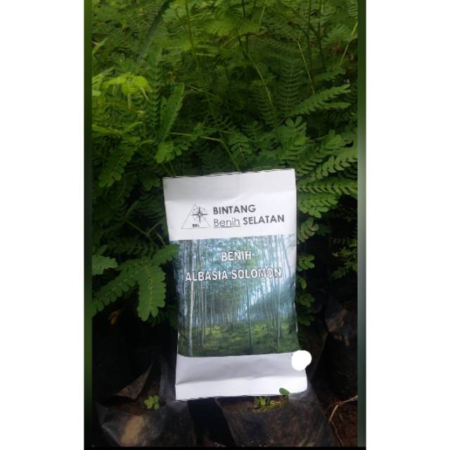 Jual Benih albasia sengon solomon asli original superBerat 100gr isi ...