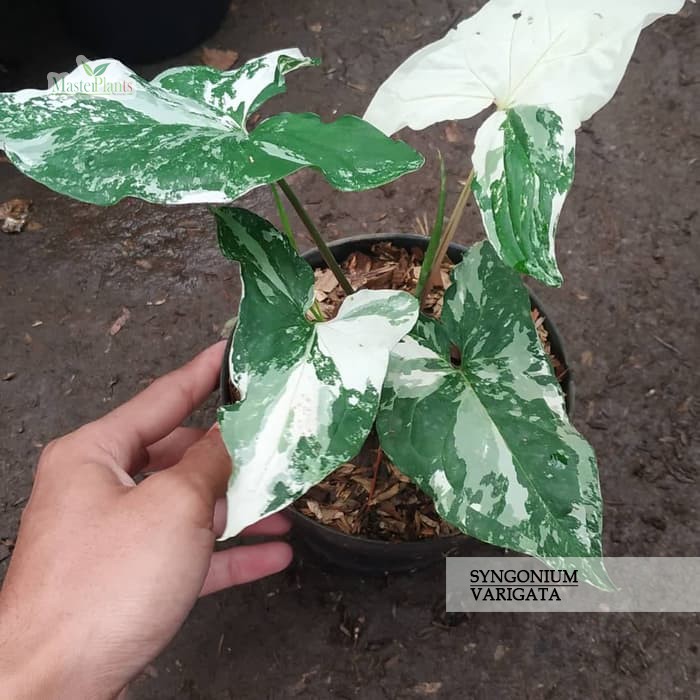 Jual Tanaman Hias Syngonium Varigata Albo / Singonium Varigata Albo ...