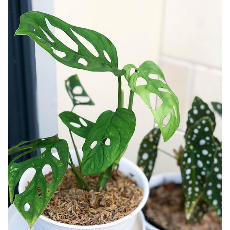 Jual tanaman hias hidup janda bolong | Shopee Indonesia