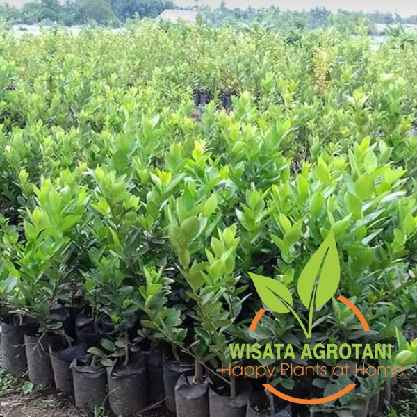 Jual Bibit Pohon Jeruk Nipis Bibit Tanaman Jeruk Nipis Tanaman Daun ... Jual Bibit Pohon Jeruk Nipis Bibit Tanaman Jeruk Nipis Tanaman Daun ...