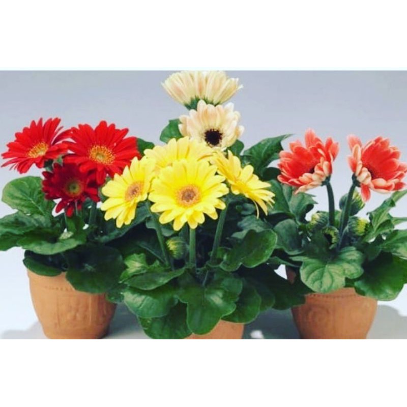 Jual bibit tanaman bunga garbera | Shopee Indonesia